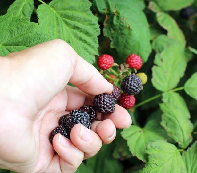 Raspberries now in season! - Stony Hill Farms - Chester, NJ